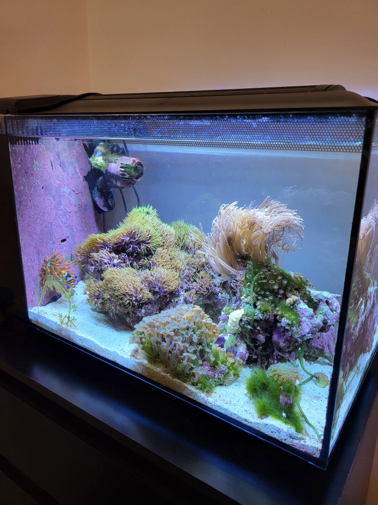 Established Reef Aquarium Setup with Fish and Corals | Karrot